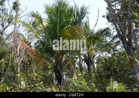 Giant Windowpane Palm (Beccariophoenix madagascariensis) Plantae Stock ...