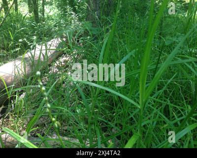 blunt broom sedge (Carex tribuloides Stock Photo - Alamy