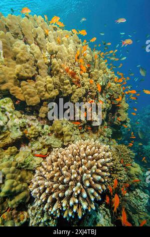 Coral block with colony of staghorn corals (Acropora) on the right and ...
