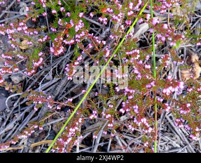 Rednut Heath (Erica anguliger) Plantae Stock Photo - Alamy