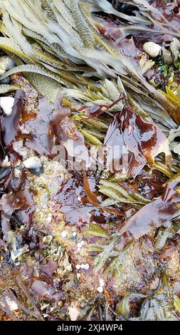 Dulse (Palmaria palmata) Plantae Stock Photo - Alamy