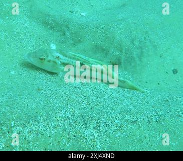 Barred Sand Bass (Paralabrax nebulifer) Actinopterygii Stock Photo - Alamy