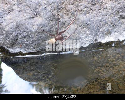 Bush Spider (Cambridgea foliata), Arachnida, 19 Thatcher Crescent ...
