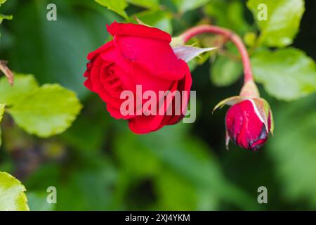 Beautiful red roses grow in the garden. Weaving roses. A lot of green ...