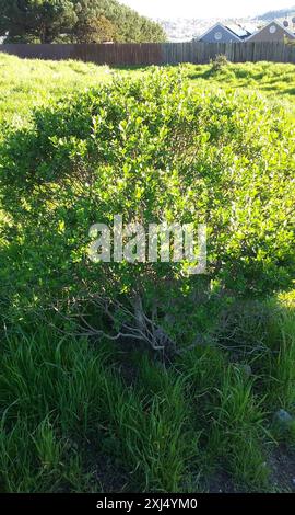 Chaparral Coyote Brush (Baccharis pilularis consanguinea) Plantae Stock ...