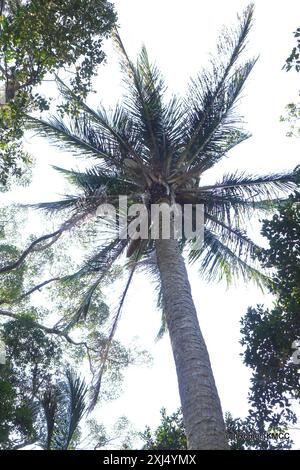 Giant Windowpane Palm (Beccariophoenix madagascariensis) Plantae Stock ...