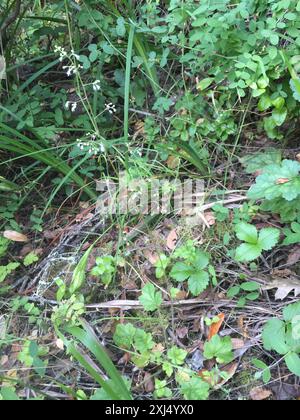 crevice alumroot (Heuchera micrantha) Plantae Stock Photo - Alamy