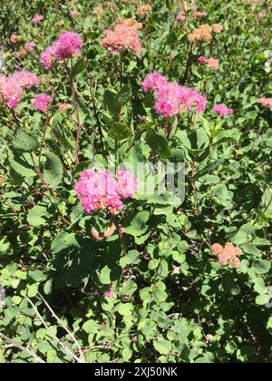 Mountain Spirea (Spiraea splendens) Plantae Stock Photo - Alamy