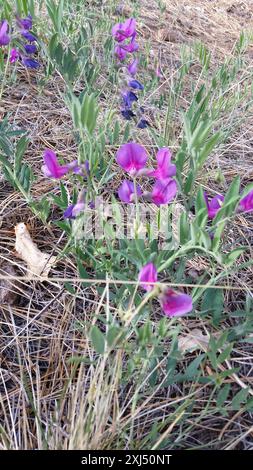 Bush vetchling (Lathyrus eucosmus) Plantae Stock Photo - Alamy