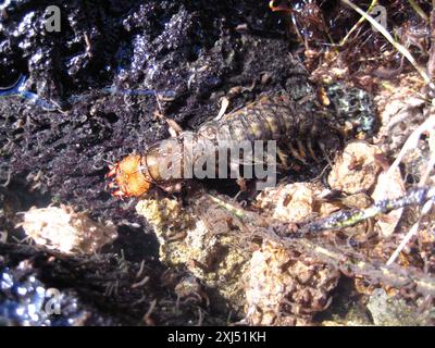 Western Dobsonfly (Corydalus texanus) Insecta Stock Photo - Alamy