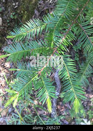 California torreya (Torreya californica) Plantae Stock Photo - Alamy