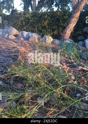 London rocket (Sisymbrium irio) Plantae Stock Photo - Alamy