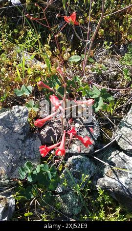 Red larkspur (Delphinium nudicaule) Plantae Stock Photo - Alamy