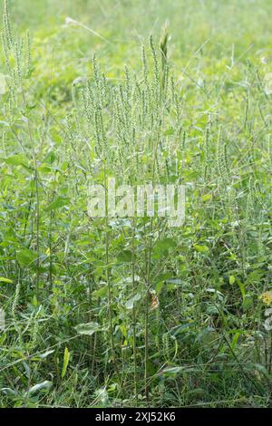Sumpweed (Iva annua) Plantae Stock Photo - Alamy