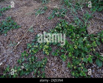 creeping chaffweed (Alternanthera pungens) Plantae Stock Photo - Alamy