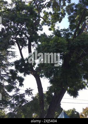 northern California black walnut (Juglans hindsii) Plantae Stock Photo ...
