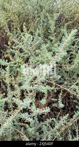 Woolly Seablite (Suaeda taxifolia Stock Photo - Alamy