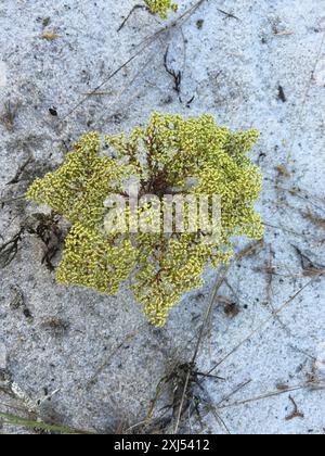 paper nailwort (Paronychia chartacea Stock Photo - Alamy