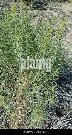 Yellow Rabbitbrush (Chrysothamnus viscidiflorus) Plantae Stock Photo ...