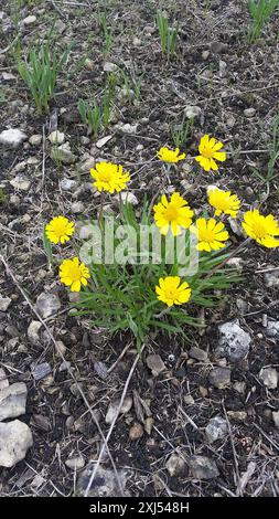 lakeside daisy (Tetraneuris herbacea) Plantae Stock Photo - Alamy