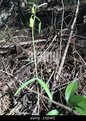 checker lily (Fritillaria affinis) Plantae Stock Photo - Alamy