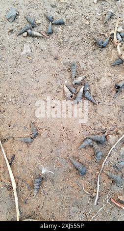 California Horn Snail (Cerithideopsis californica) Mollusca Stock Photo ...
