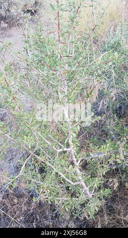 Desert Peach (Prunus andersonii) Plantae Stock Photo - Alamy