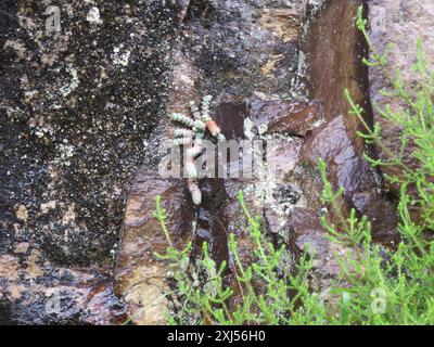 Kouga Sosatiebos (Crassula perforata kougaensis) Plantae Stock Photo ...