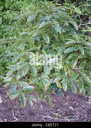 tarata (Pittosporum eugenioides) Plantae Stock Photo - Alamy