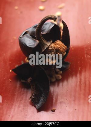 Dried Cascabel peppers Stock Photo - Alamy