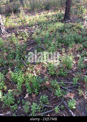 dangleberry (Gaylussacia frondosa) Plantae Stock Photo - Alamy