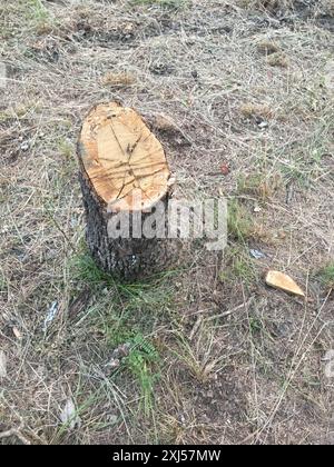 Texas Ironclad Beetle (Zopherus nodulosus haldemani) Insecta Stock ...