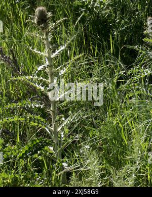 Cobwebby Thistle (Cirsium occidentale) Plantae Stock Photo - Alamy