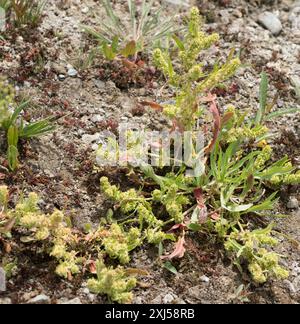 golden dock (Rumex fueginus) Plantae Stock Photo - Alamy