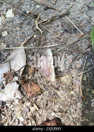 Maple Looper Moth (Parallelia bistriaris) Insecta Stock Photo - Alamy