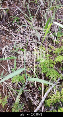 Paspalum (Paspalum) Plantae Stock Photo - Alamy