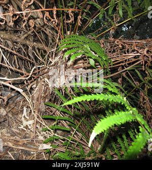 Lime Fern (Pakau pennigera) Plantae Stock Photo - Alamy