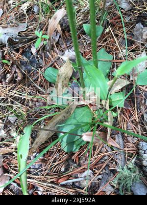 devil's bit (Chamaelirium luteum) Plantae Stock Photo - Alamy