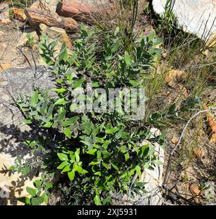 Baboon Guarri (Euclea polyandra) Plantae Stock Photo - Alamy