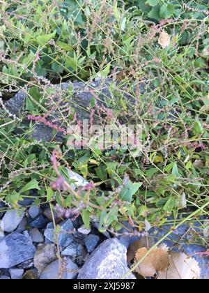 Common Orache (Atriplex patula) Plantae Stock Photo - Alamy