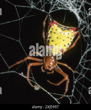 Arrow-shaped Orbweaver (Micrathena sagittata) Arachnida Stock Photo - Alamy