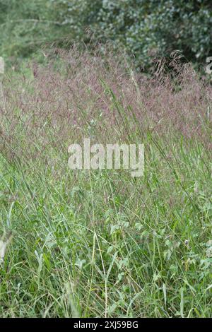 purpletop tridens (Tridens flavus) Plantae Stock Photo - Alamy