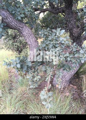 gray oak (Quercus grisea) Plantae Stock Photo - Alamy