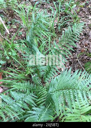 southern wood fern (Dryopteris ludoviciana) Plantae Stock Photo - Alamy