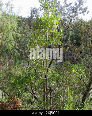 Cape beech (Rapanea melanophloeos) Plantae Stock Photo - Alamy