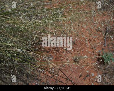 Sand Ricegrass (Eriocoma hymenoides) Plantae Stock Photo - Alamy