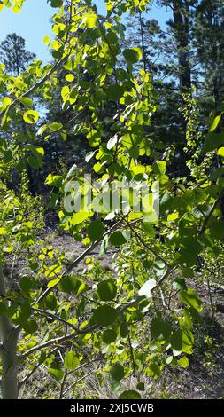 trembling aspen (Populus tremuloides) Plantae Stock Photo - Alamy