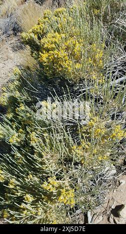 littleleaf horsebrush (Tetradymia glabrata), Plantae, Owyhee County, ID ...