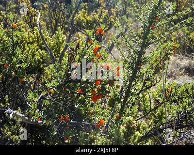 Pilo (Coprosma montana) Plantae Stock Photo - Alamy