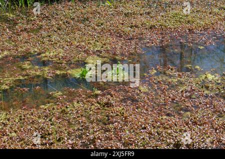 Featherfoil (Hottonia inflata) Plantae Stock Photo - Alamy